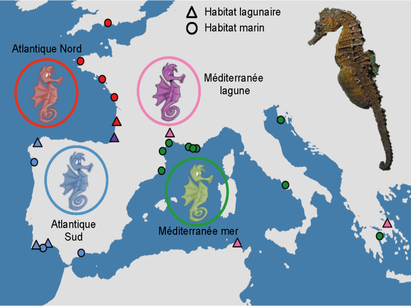 Spéciation deux en un chez les hippocampes | INEE