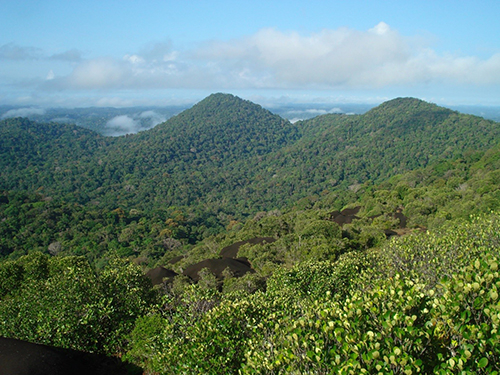 Décryptage des saisons de fructification d’une forêt amazonienne en ...
